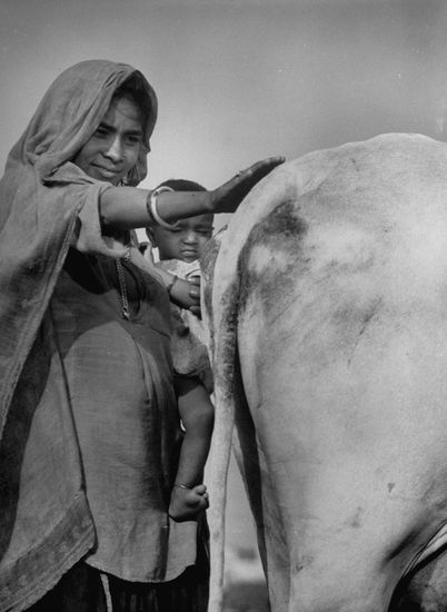 Circa 1946 Hindu Woman Praying Cow Editorial Stock Photo - Stock Image ...