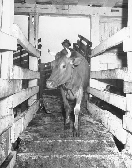 July 1946 Unrra Cows Italy Editorial Stock Photo - Stock Image ...