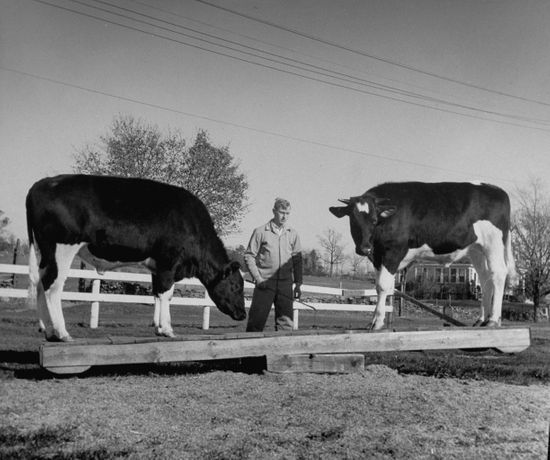 Herbert Read Watching His Trained Cows Editorial Stock Photo - Stock ...