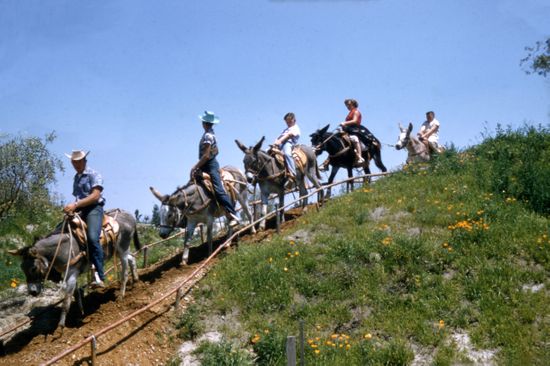 People Riding Donkey Disneyland Amusement Park Editorial Stock Photo ...