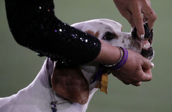 Pointer Gets His Bite Examined During Editorial Stock Photo - Stock ...