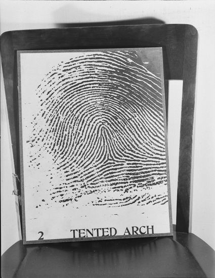 Closeup Fingerprinting Tented Arch Pattern 1942 Editorial Stock Photo ...