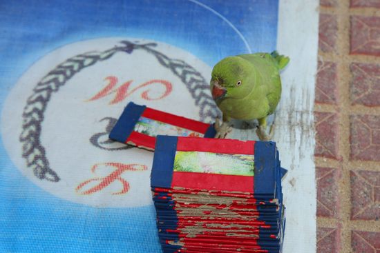 Parrot Selects Tarot Cards Fortune Teller Editorial Stock Photo - Stock ...