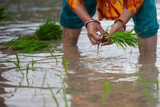Nepalese Woman Plants Paddy Saplings Chhampi Editorial Stock Photo ...