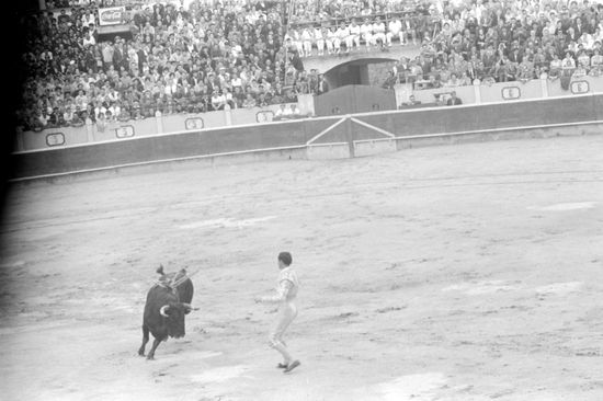 Bull Chasing Spanish Bullfighter Luis Miguel Editorial Stock Photo ...
