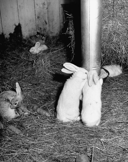 Rabbits Being Used Genetic Testing Editorial Stock Photo - Stock Image ...