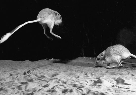 Kangaroo Rat Launching Leaping Attack Editorial Stock Photo - Stock ...