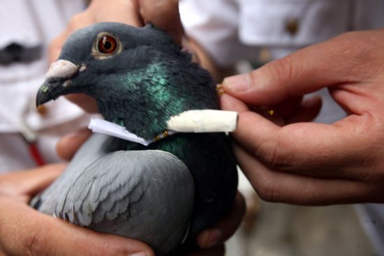 Pigeon Suicide Note Tied Around Neck Editorial Stock Photo - Stock ...