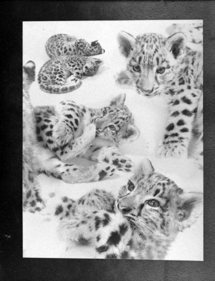 Collage Montage Zoo Born Snow Leopard Editorial Stock Photo - Stock ...
