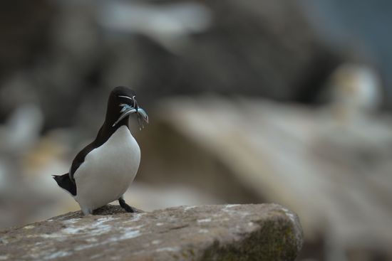 Razorbill Holds Caught Fish Beak Near Editorial Stock Photo - Stock ...