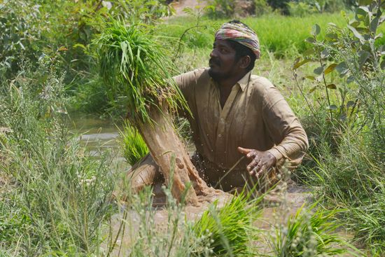 Pakistani Villagers Busy Sapling Paddy Nursery Editorial Stock Photo ...