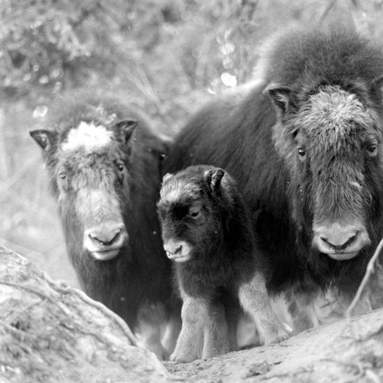 Young Musk Oxen Institute Northern Agriculture Editorial Stock Photo ...