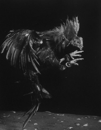 Fighting Gamecock Aiming Gaffs Unseen Opponent Editorial Stock Photo ...