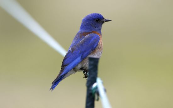 Male Western Bluebird Sits On Rope Editorial Stock Photo - Stock Image ...