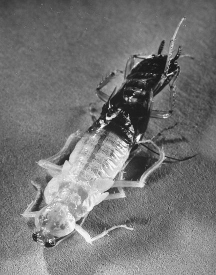 Closeup Cockroach Casting Off Skin United Editorial Stock Photo - Stock ...