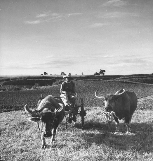 Man Riding Cow On Sugar Estate Editorial Stock Photo - Stock Image ...