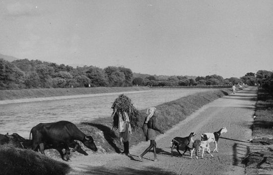 Domestic Water Buffalo Goats Crossing Road Editorial Stock Photo ...