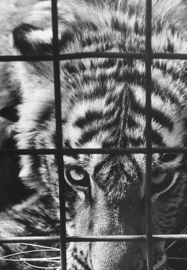 White Tiger Cage Da Nang Vietnam Editorial Stock Photo - Stock Image ...
