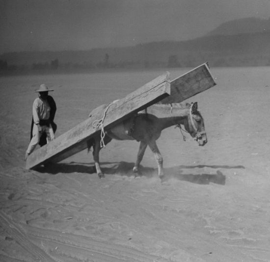 Man Walking Along Pack Mule Dust Editorial Stock Photo - Stock Image ...