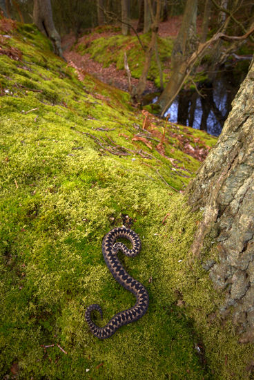 Adder Northern Viper Vipera Berus Woodland Editorial Stock Photo ...