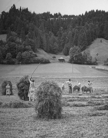 Farmers Gathering Stacking Hay Field Switzerland1941 Editorial Stock ...