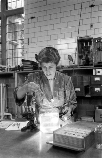 Naturalist Mme Miriam Rothschild Working On Editorial Stock Photo ...