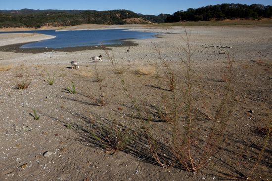 Geese Waddle On Land Droughtstricken Lake Editorial Stock Photo - Stock ...
