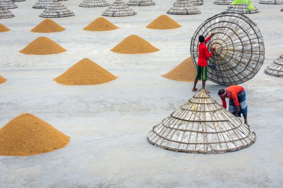 Workers Move Rice Into Small Mounds Editorial Stock Photo - Stock Image ...