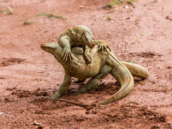 Two Lizards Appear Hug Each Other Editorial Stock Photo - Stock Image ...