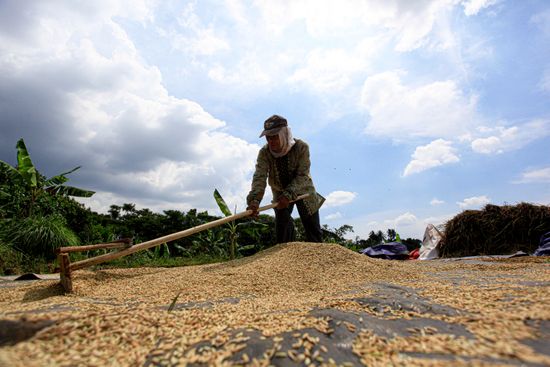 Farmers Seen Spreading Out Rice Grain Editorial Stock Photo - Stock ...