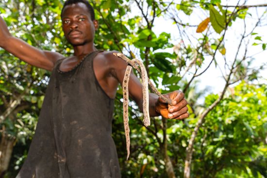 Kojo Lalekoe 35 Years Old Cocoa Editorial Stock Photo - Stock Image ...