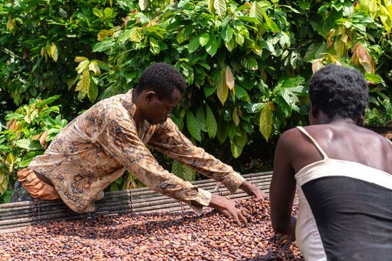 Kojo Lalekoe 35 Years Old Cocoa Editorial Stock Photo - Stock Image ...
