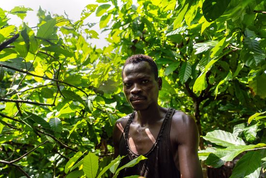 Kojo Lalekoe 35 Years Old Cocoa Editorial Stock Photo - Stock Image ...
