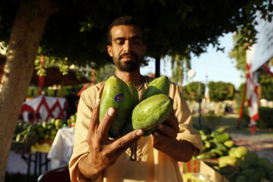 Exhibitor Shows Mangoes During Mango Festival Editorial Stock Photo ...
