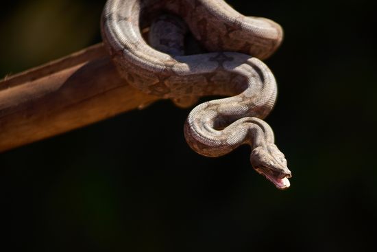 Baby Boar Snake Seen Between Combs Editorial Stock Photo - Stock Image ...
