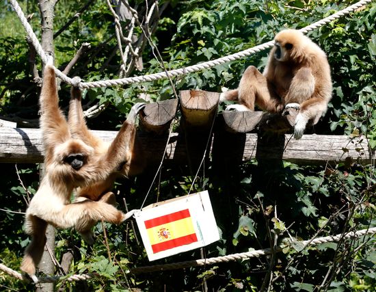 Gibbon Monkeys Predict Winner Uefa Euro Editorial Stock Photo - Stock ...