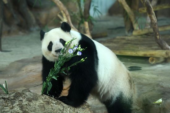 Brother Sister Pandas Eating Ice Cake Editorial Stock Photo - Stock ...
