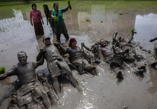 People Splash Mud Water Paddy Field Editorial Stock Photo - Stock Image ...