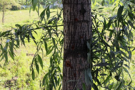 Bullet Marks On Tree Outside Residential Editorial Stock Photo - Stock ...