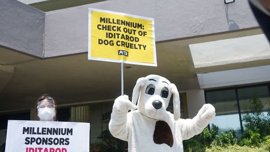 Peta Together Mascot Dog Tagpi Hold Editorial Stock Photo - Stock Image ...