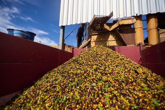 Processing Coffee Beans Producing Farm Harvest Editorial Stock Photo ...