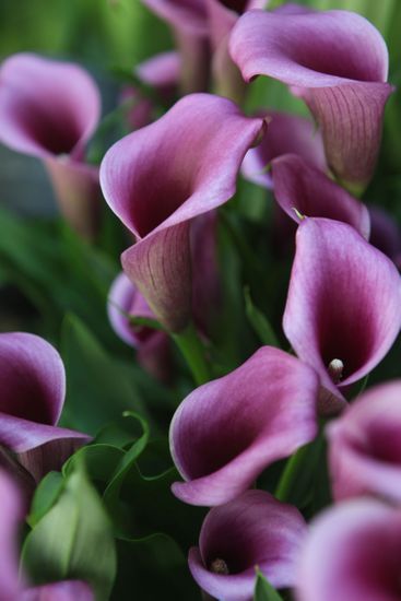 Purple Calla Lilies Zantedeschia Growing Toronto Editorial Stock Photo ...