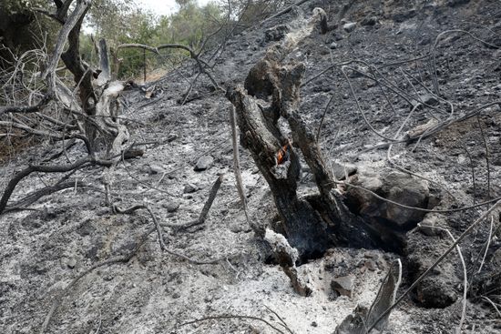 View Completely Burned Forest Small Fire Editorial Stock Photo - Stock ...