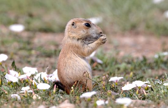 Pictured Pup Puppy Love This Tender Editorial Stock Photo - Stock Image ...