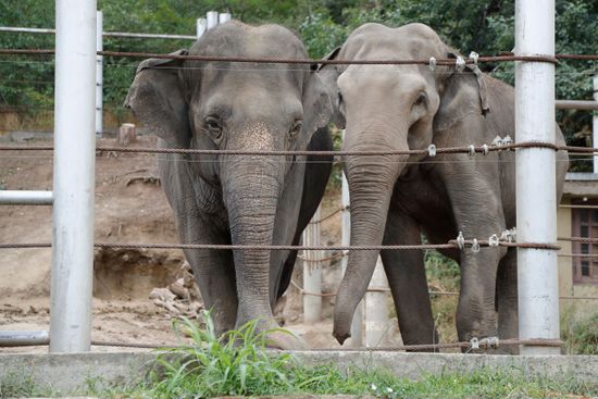 Two Elephants Inside Their Enclosure Tbilisi Editorial Stock Photo ...