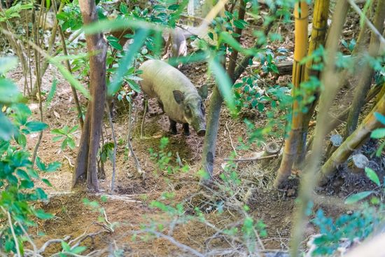 Female Wild Boar Looks On Whether Editorial Stock Photo - Stock Image ...