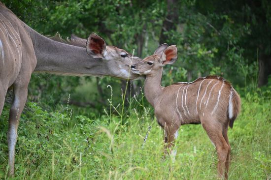 Kudu Cow Calf Editorial Stock Photo - Stock Image | Shutterstock