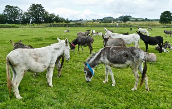 Island Farm Donkey Sanctuary Has Opened Editorial Stock Photo - Stock ...