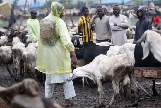 Livestock Merchants Display Rams Sale Livestock Editorial Stock Photo ...