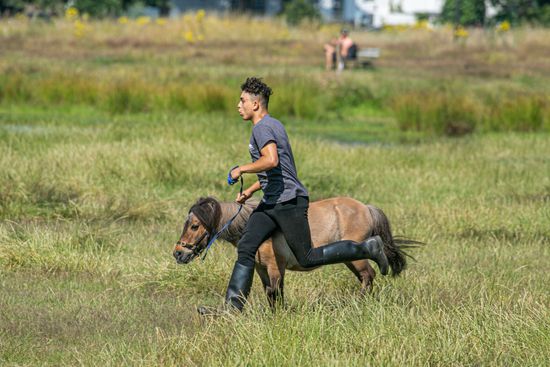 Shetland Pony Named Fudge Exercises On Editorial Stock Photo - Stock ...